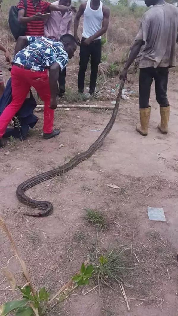 Check out the big python killed by agric students in Unizik (photo ...