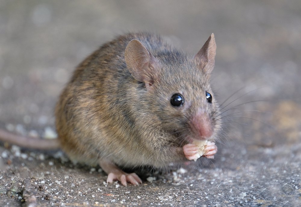 Mice Brings Cure To Stroke Patients - OsunDefender