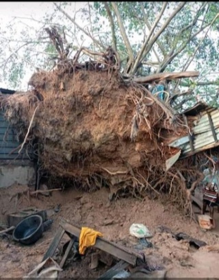 100-Year-Old "Odan" Tree Falls, Killing Four In Oyo ...