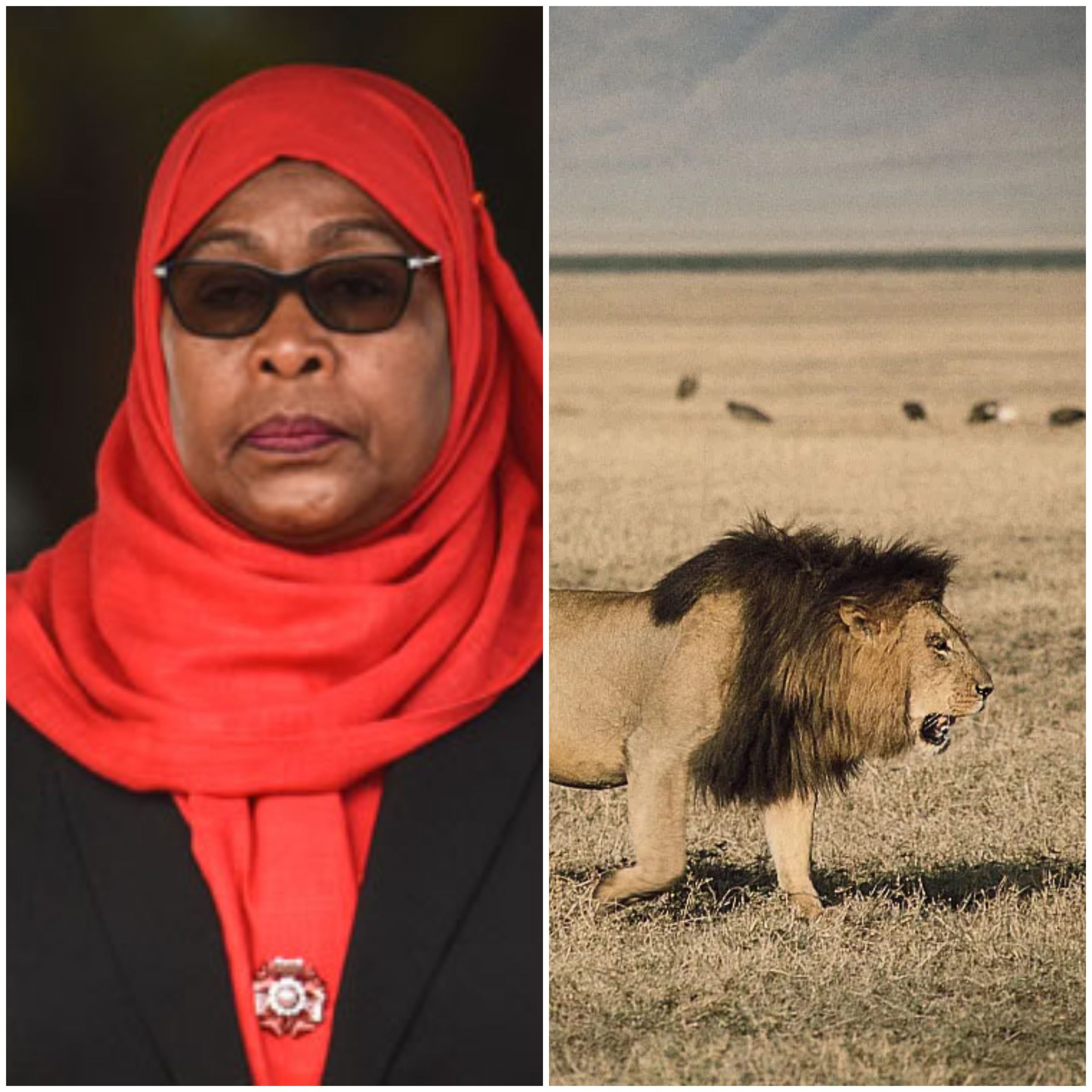 Tanzanian President Names ‘Mischievous’ Lion After Opposition Leader ...