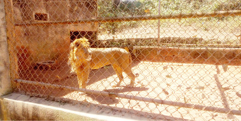 Lion Kills Handler At Obasanjo's Zoo - OsunDefender