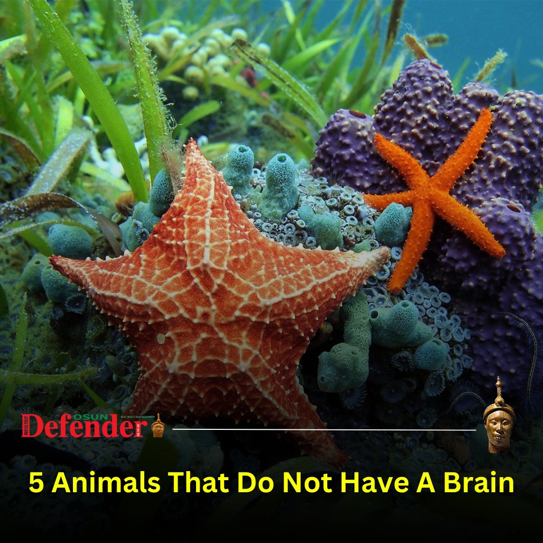 Five Animals With No Brain - OsunDefender